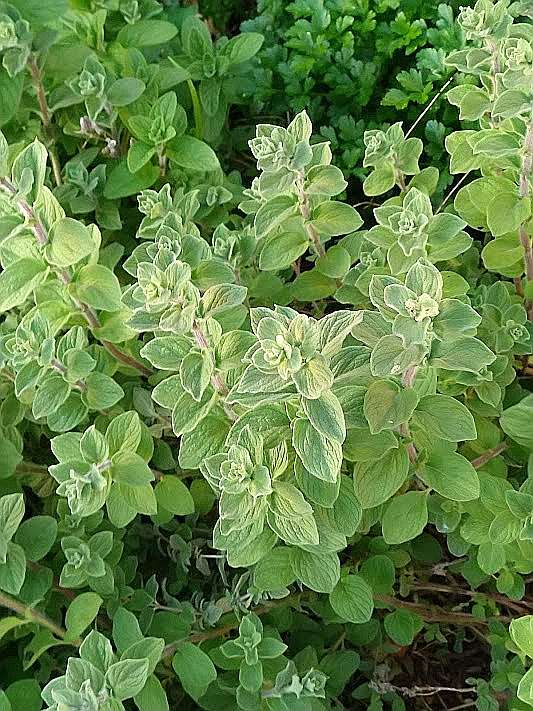Syrian Oregano – Hedgerow weaver